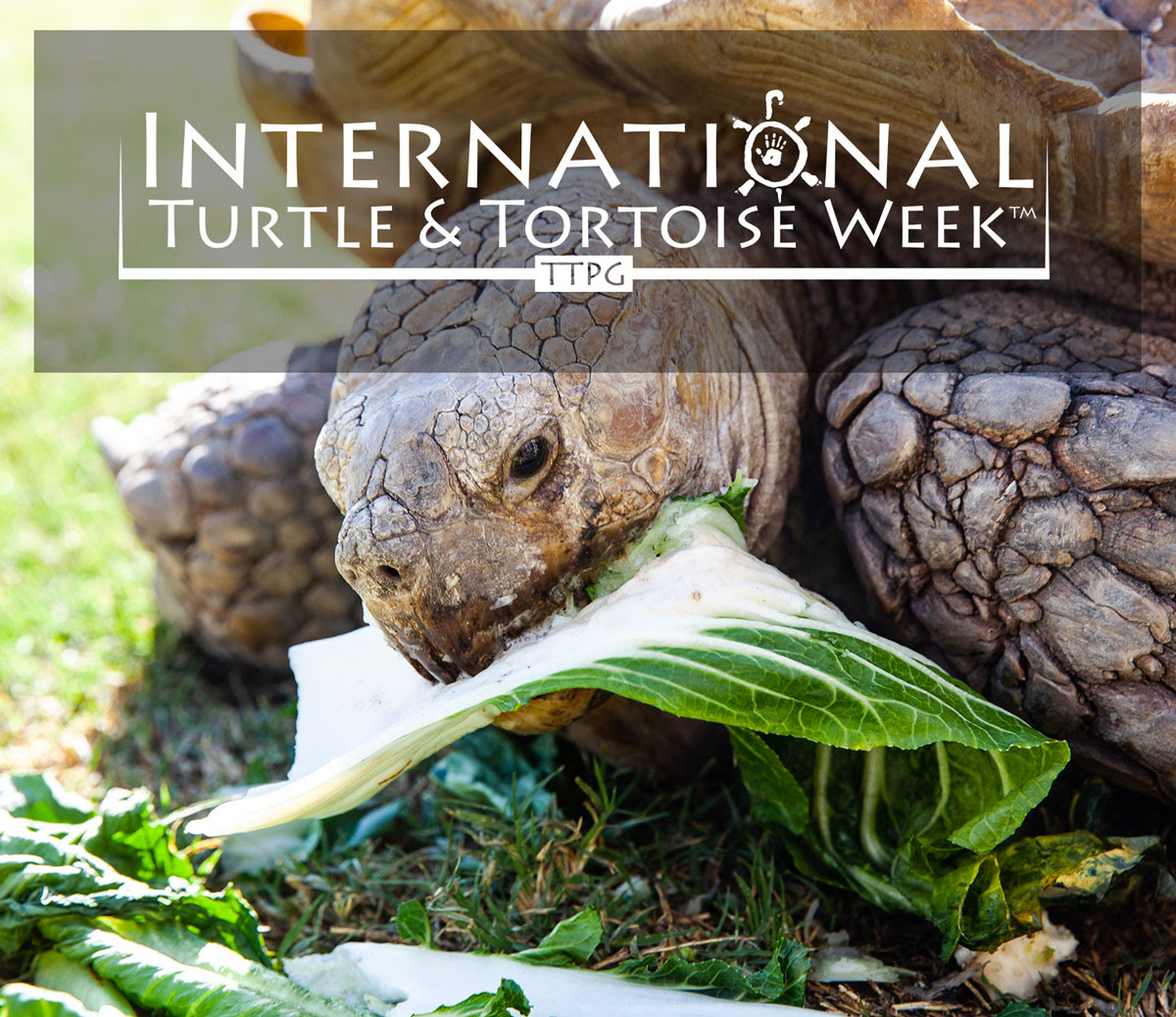 Turtle & Tortoise Preservation Group